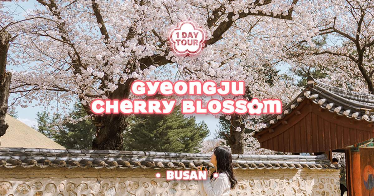 Gyeongju Cherry Blossom Festival One day Tour from Busan - Klook, Vereinigte Staaten
